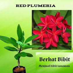 Jual Tanaman Red Plumeria | Shopee Indonesia