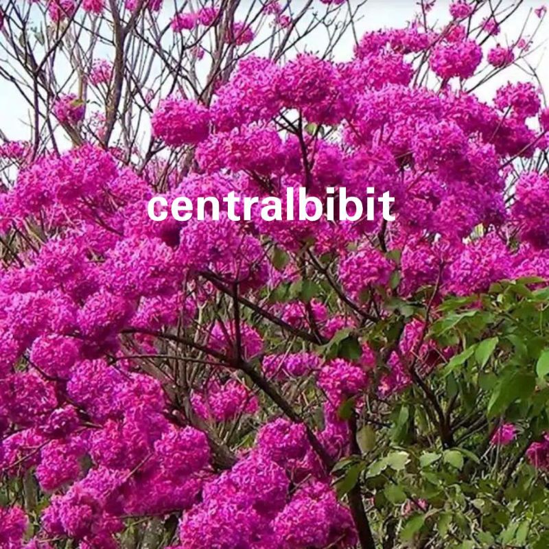Jual bibit bunga tabebuya merah super | Shopee Indonesia