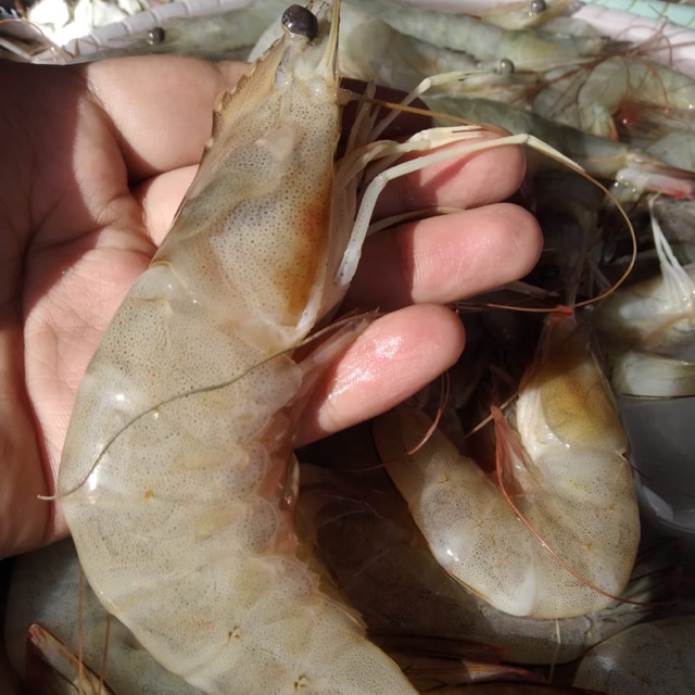 Jual Udang segar size besar 1kg isi 35-40 ekor | Shopee Indonesia