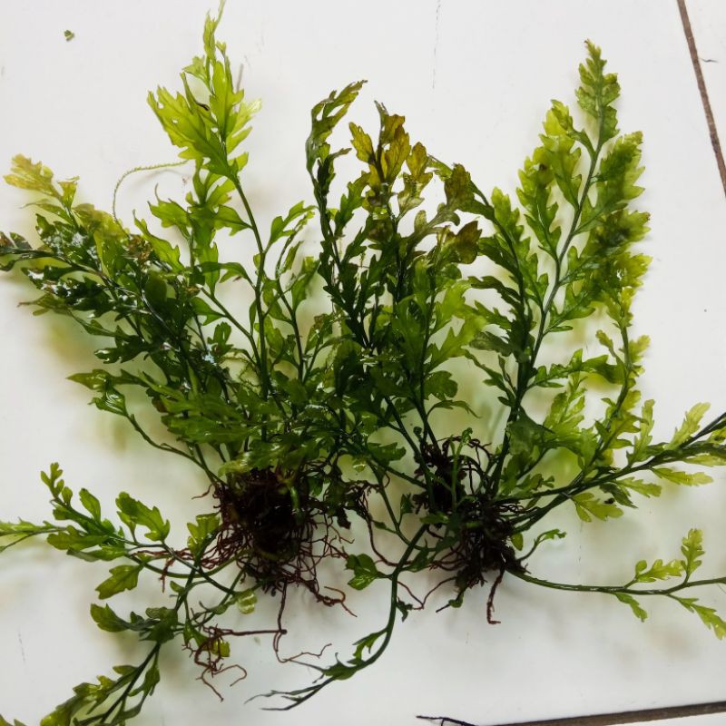 Jual bulbitis tanaman aquascape | Shopee Indonesia