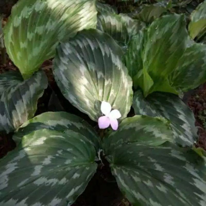 Jual Tanaman hias kencur merak-kencur bunga | Shopee Indonesia