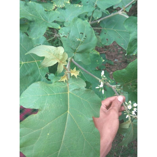 Jual jual daun cepokak atau takokak segar 1kg | Shopee Indonesia Jual jual daun cepokak atau takokak segar 1kg | Shopee Indonesia