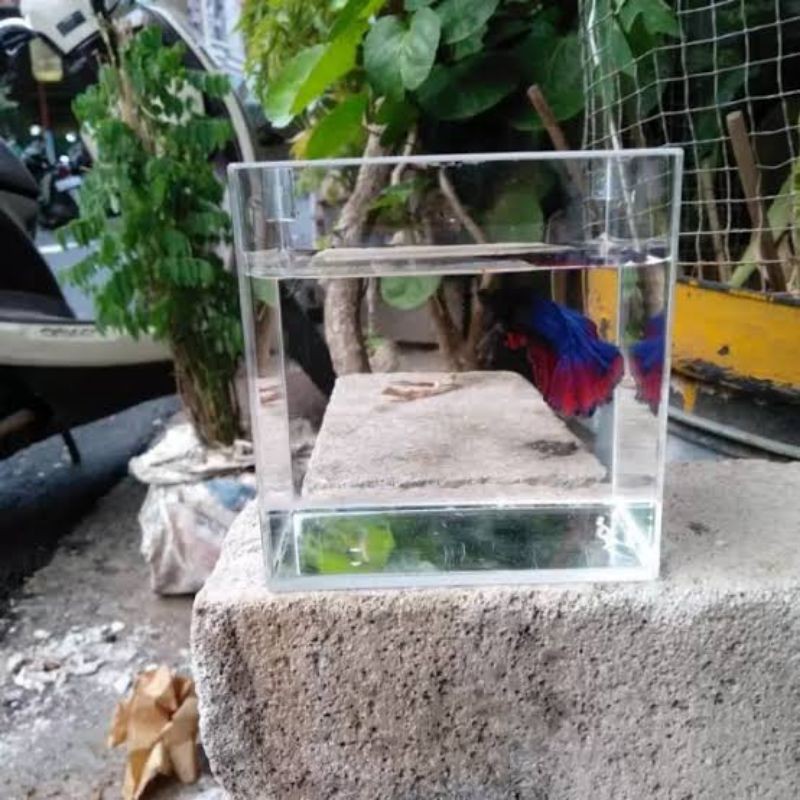 Jual Aquarium Soliter Cupang tempat ikan laga laga | Shopee Indonesia