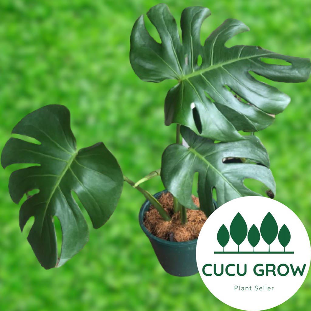 Jual Tanaman Hias Monstera Borsigiana / Monstera Borsi / Monstera ...