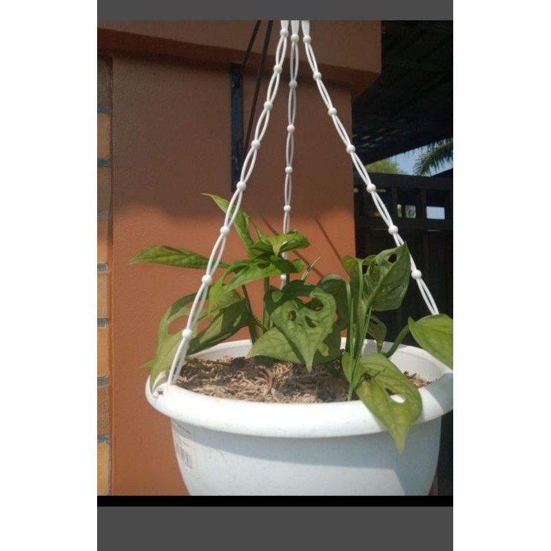 Jual tanaman hias hidup janda bolong plus pot gantung | Shopee Indonesia