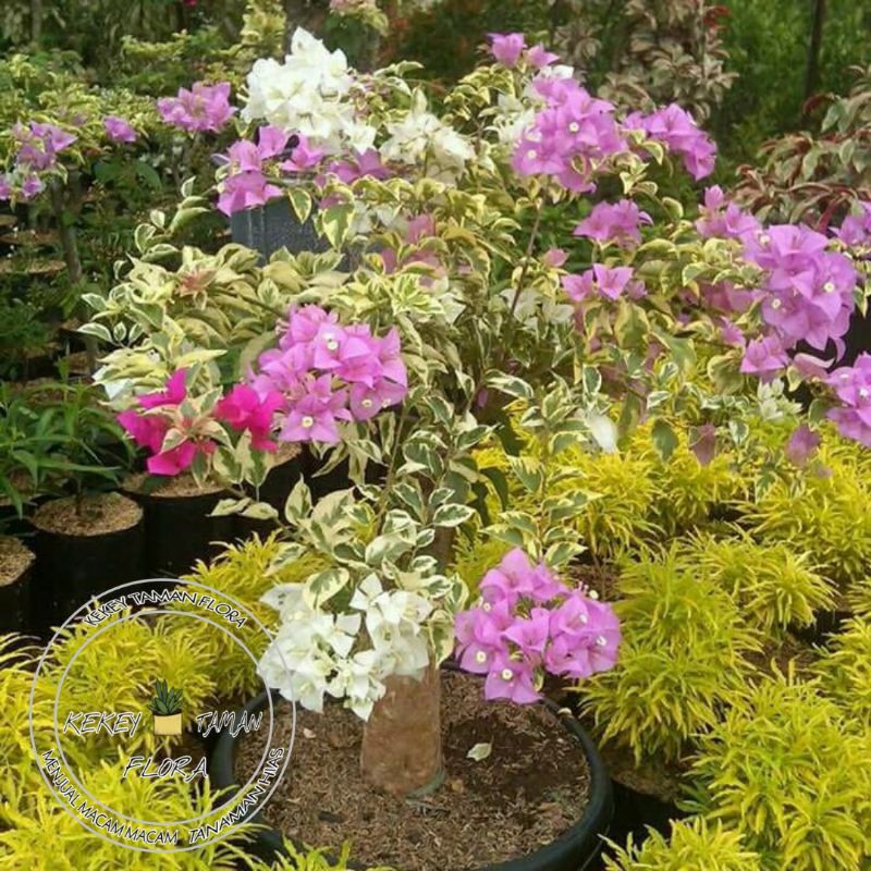 Jual Bibit Bunga Bougenville Variegata 3 Warna - Bunga Bougenville ...