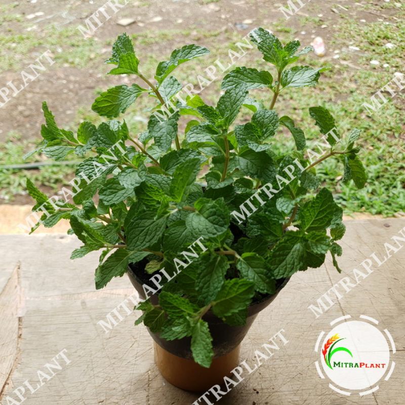 Jual Bibit Tanaman Spearmint - Tanaman Daun Mint Menthol - Tanaman ...