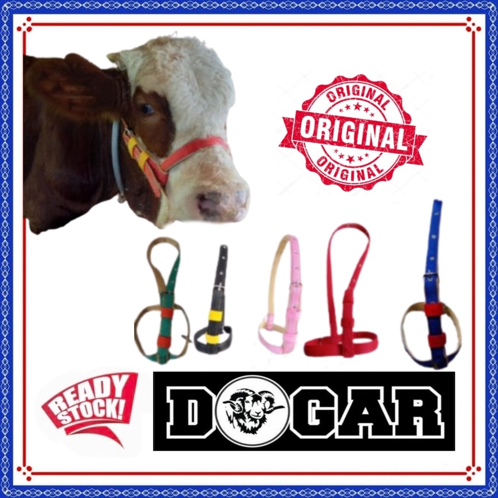 Jual TALI SAPI / HEAD HALTER SAPI / BRANGUS SAPI / BRONGSONG SAPI / TALI MULUT SAPI / IKAT ...