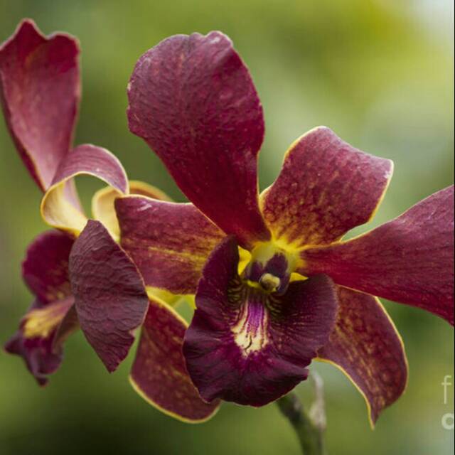 Jual Anggrek Dendrobium Sampran Brown / Coklat / Merah Dewasa Dan Spike ...