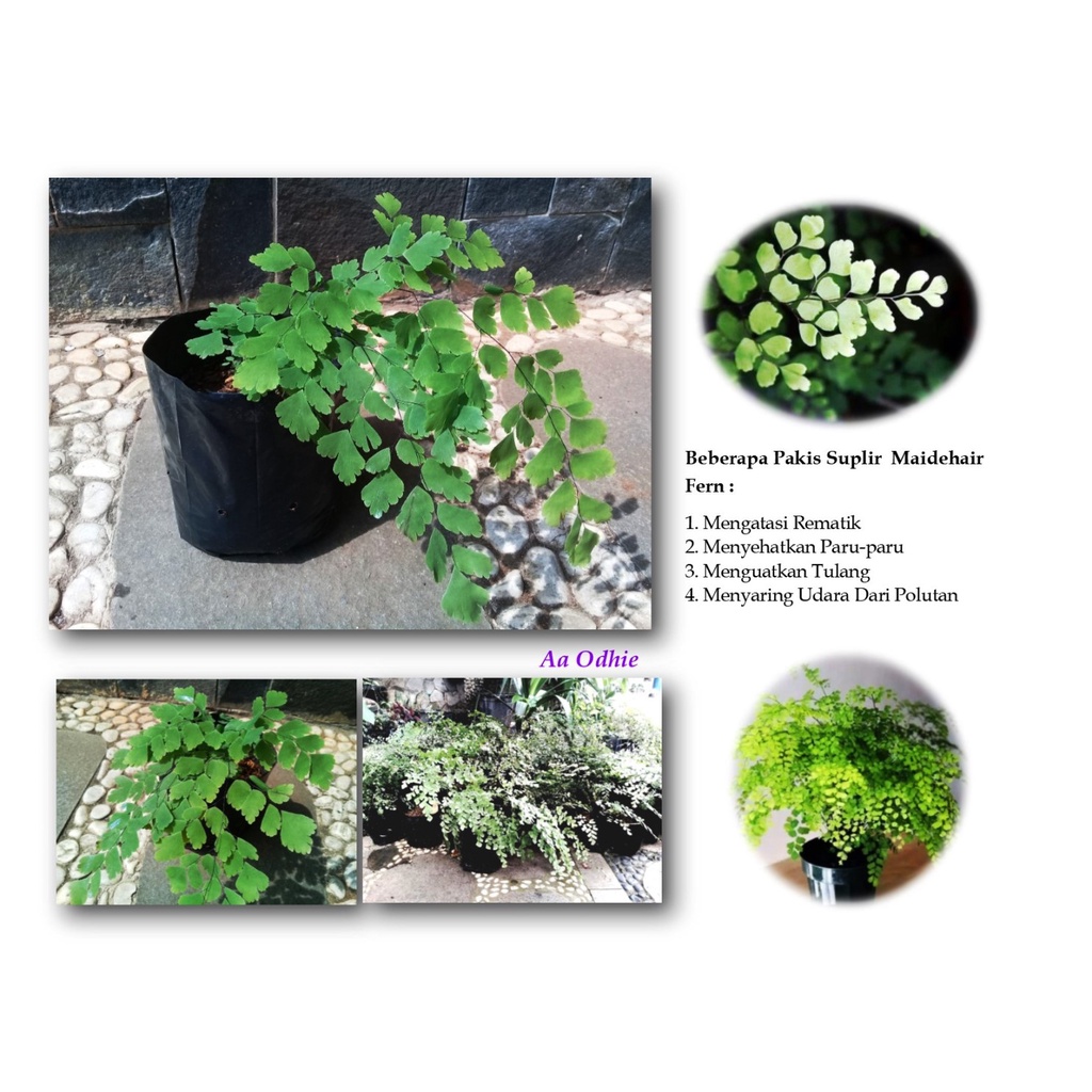 Jual Tanaman Pakis Suplir Maidenhair Fern | Shopee Indonesia