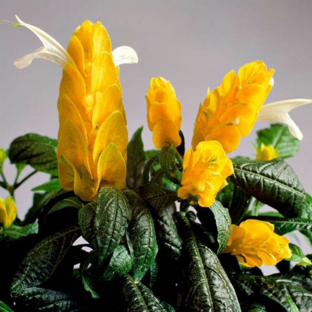 Jual Tanaman hias bunga lolipop/ lollipop kuning / lilin | Shopee Indonesia