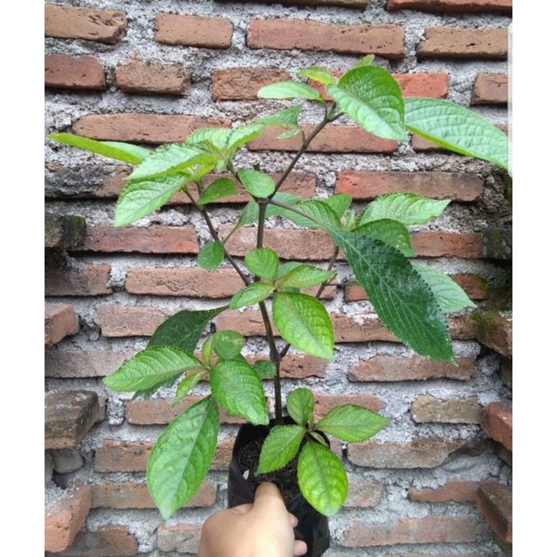 Jual tanaman keji beling hijow/bibit pohon daun pecah beling | Shopee ...