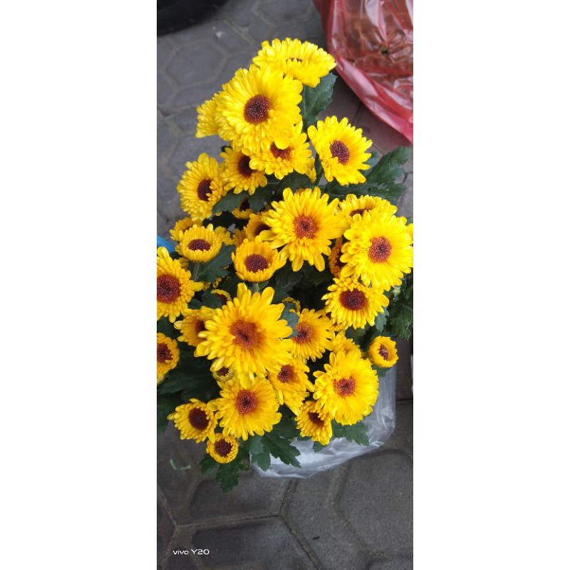Jual Tanaman Bunga Krisan RIMBUN | Shopee Indonesia