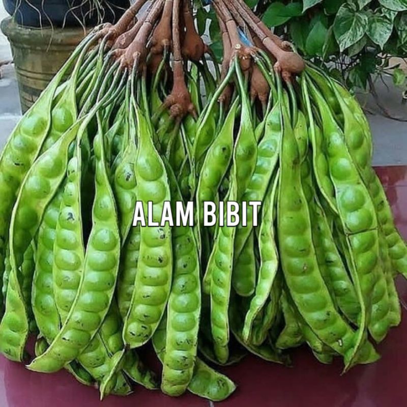 Jual BIBIT PETE OKULASI (COCOK DI TANAM POT) | Shopee Indonesia