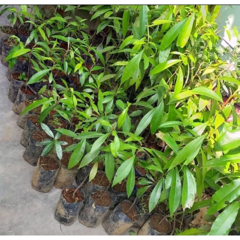 Jual Bibit tanaman kayu hitam eboni/Pohon kayu ebony | Shopee Indonesia