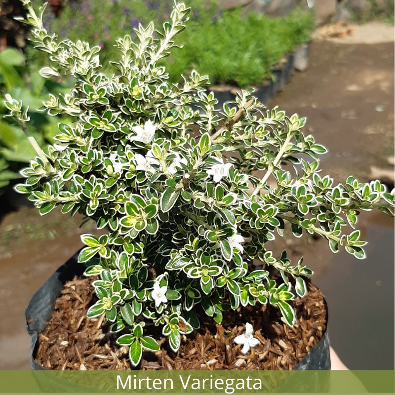 Jual Mirten Variegata | Shopee Indonesia