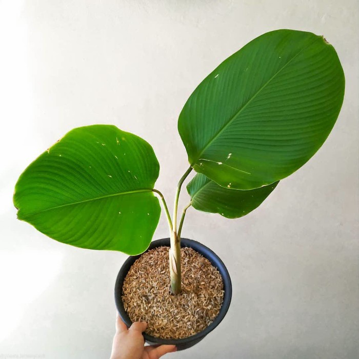 Jual Tanaman hias Calathea lutea - pohon Pisang Calathea | Shopee Indonesia