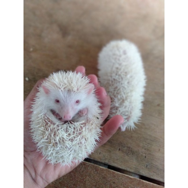 Jual Landak mini anakan + bonus | Shopee Indonesia
