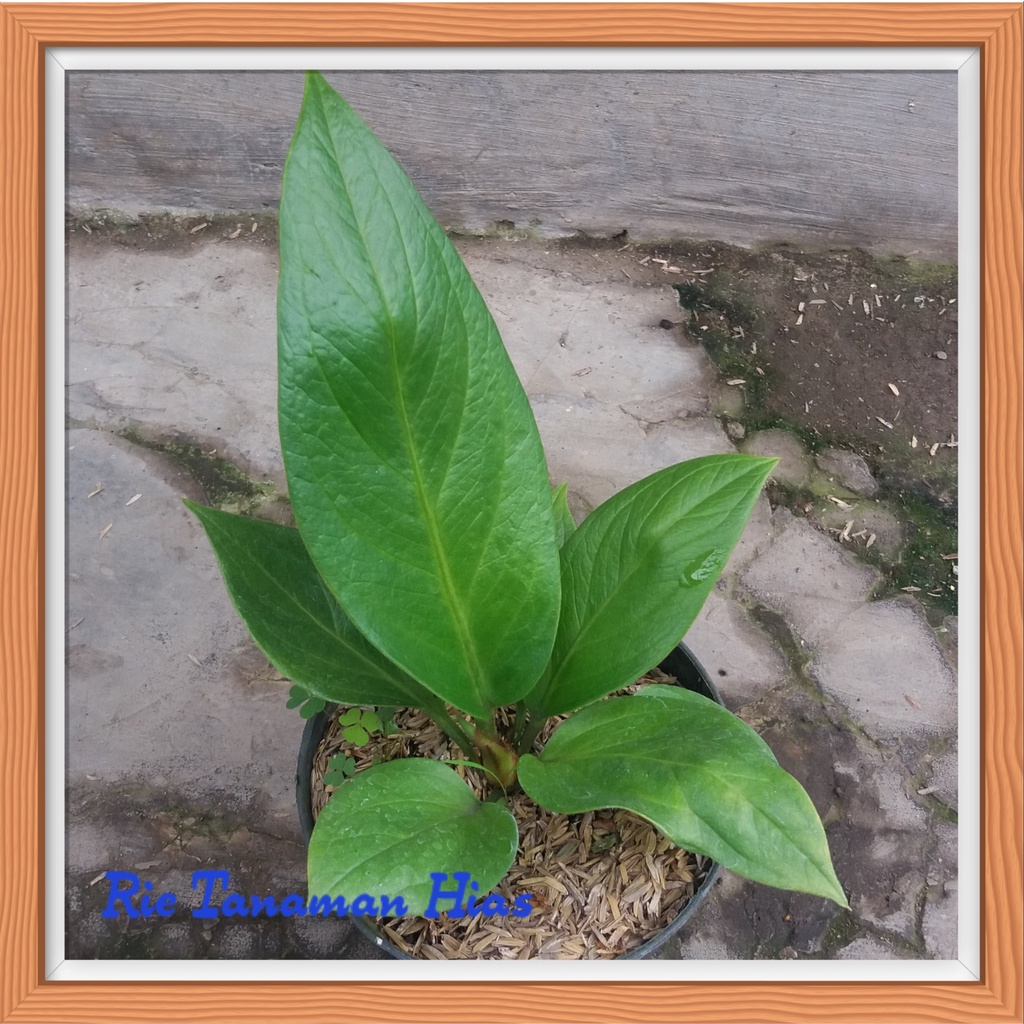 Jual Tanamanan hias anthurium JEMANI COBRA | Shopee Indonesia