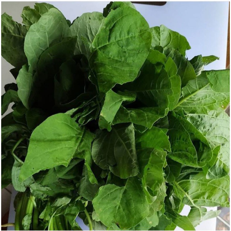 Jual BAYAM 1 IKAT | Shopee Indonesia