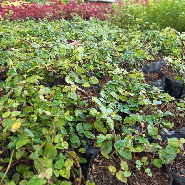 Jual Tanaman rambat dolar kecil - tanaman rambat tembok dolar kecil ...