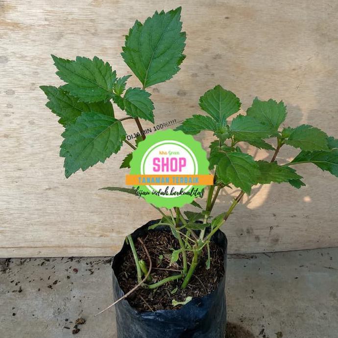 Jual In0V Bibit Tanaman Daun Nilam - Pohon Bahan Minyak Wangi - Tanaman ...
