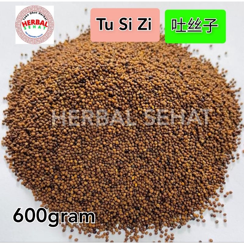 Jual Tu Si Zi - Thu Si Ci - Semen Cuscutae Chinensis 250-500-600-1000 ...