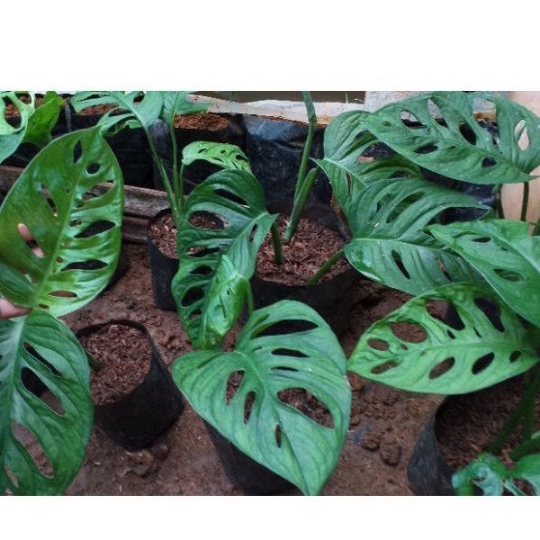 Jual monstera acuminta realpic rimbun | Shopee Indonesia