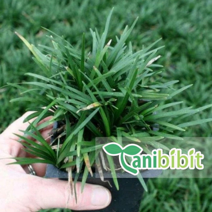 Jual Tanaman Kucai Mini - Paket Sepuluh Pcs Bibit Kucai Mini | Shopee ...