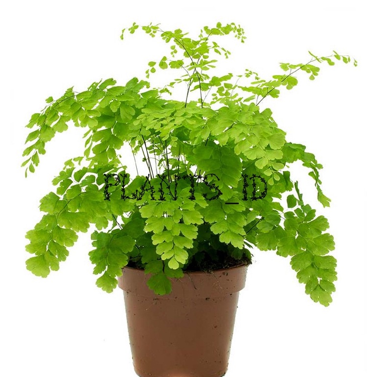 Jual Tanaman Hias Indor Outdor Bunga Suplir Maiden Hair Fern hias bunga ...