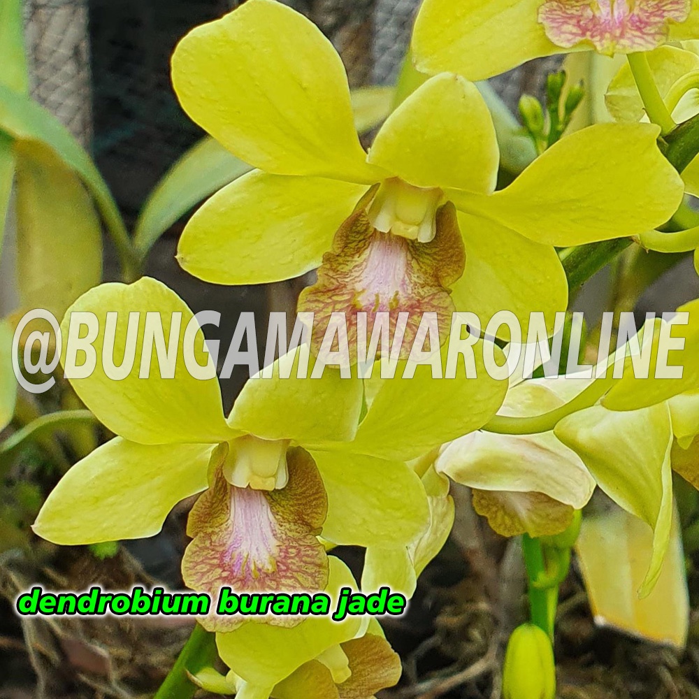 Jual Anggrek Dendrobium Bulat seedling Hybrid Thailand Murah | Shopee ...
