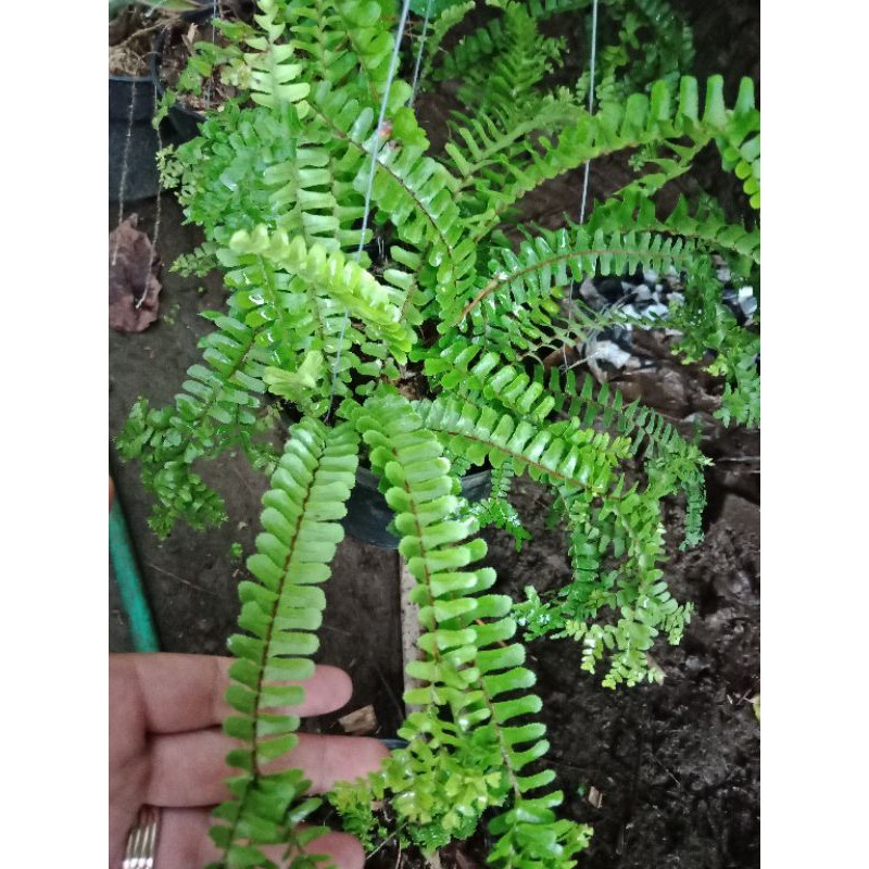 Jual suplir cabang / suplir balerina / pakis unik | Shopee Indonesia