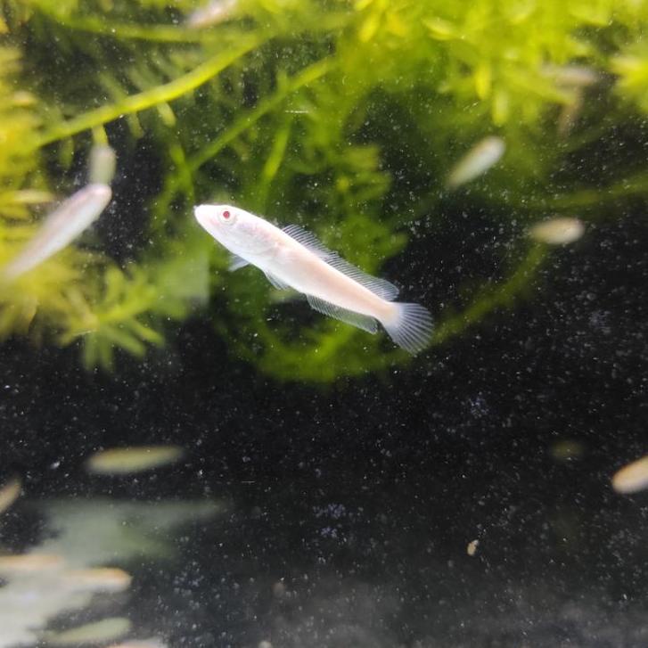 Jual Menarik.. Channa Striata Albino Mata Merah Ekor Lurus | Shopee ...
