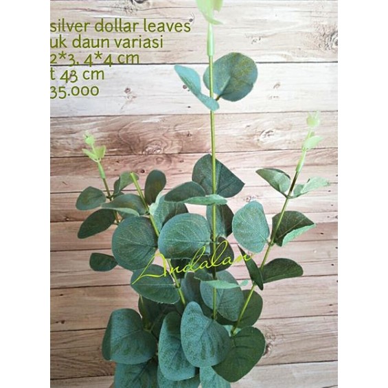 Jual Silver dollar leaves | Shopee Indonesia