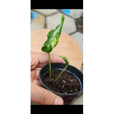 Jual Epip shangrila variegata 2 daun | Shopee Indonesia