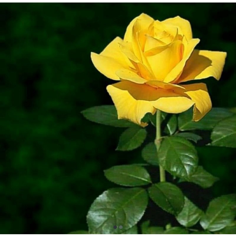 Jual 5 Benih Mawar kuning free Umbi Sedap malam | Shopee Indonesia