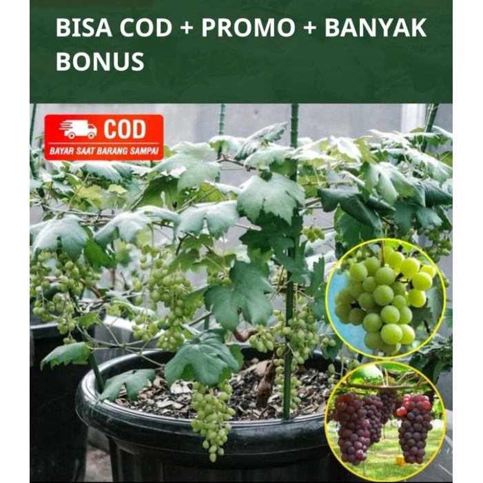 Jual Bibit Anggur Caroline Super | Shopee Indonesia