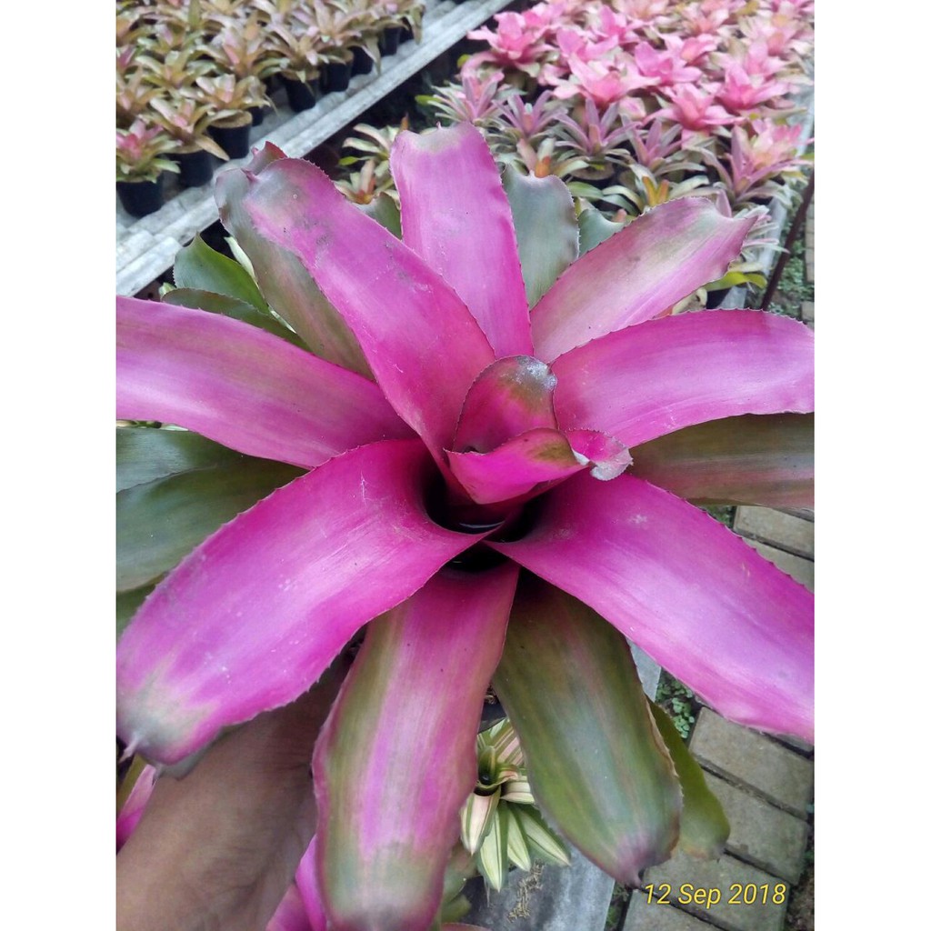 Jual Tanaman Bromelia Rose Pink - Bromelia Grass Pink | Shopee Indonesia