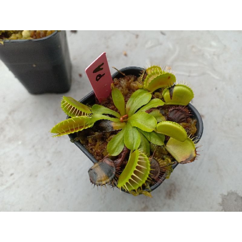 Jual Venus Flytrap Purple Ambush | Shopee Indonesia