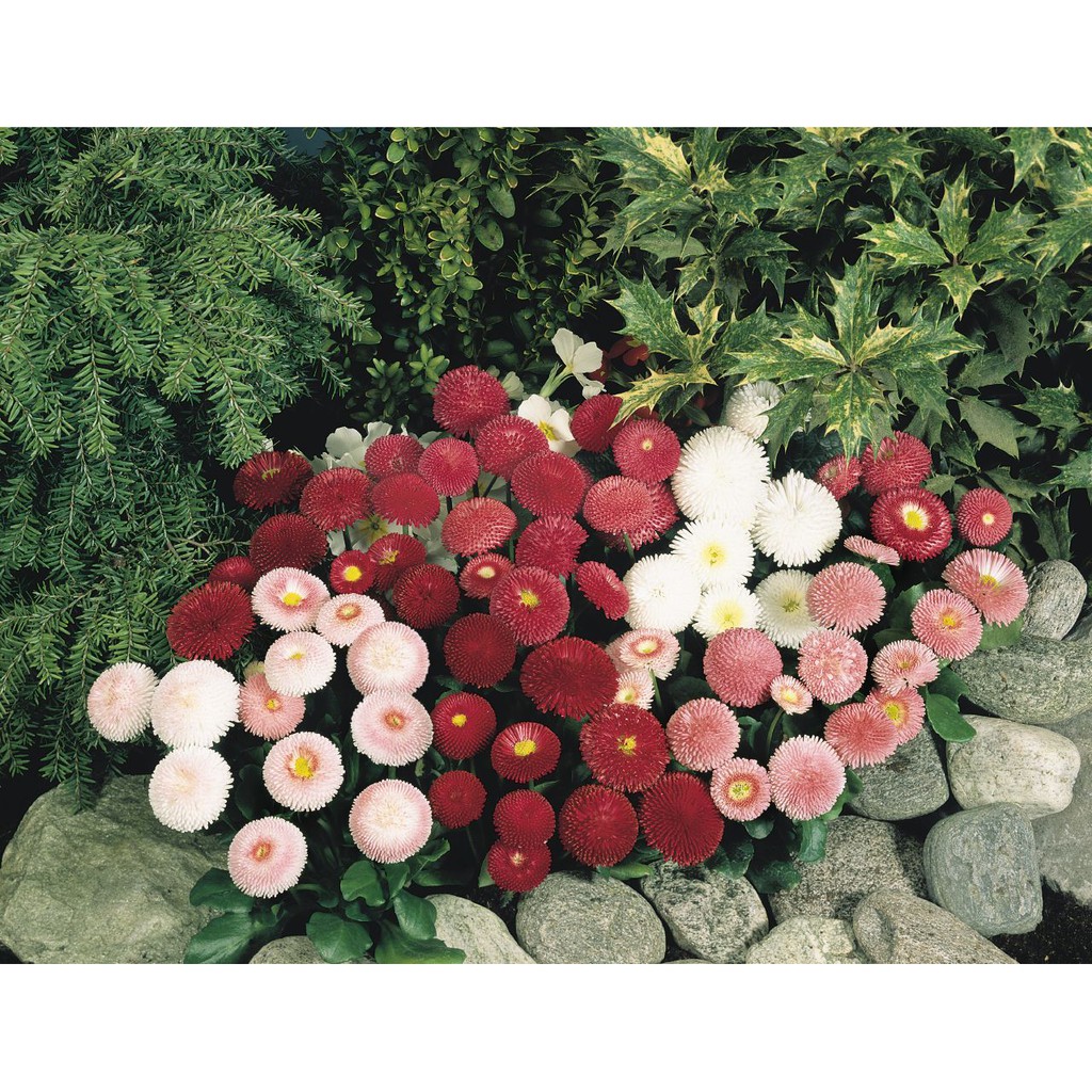 Jual Benih-Bibit Bunga English Daisy Bellis Tasso Mix (Haira Seed ...