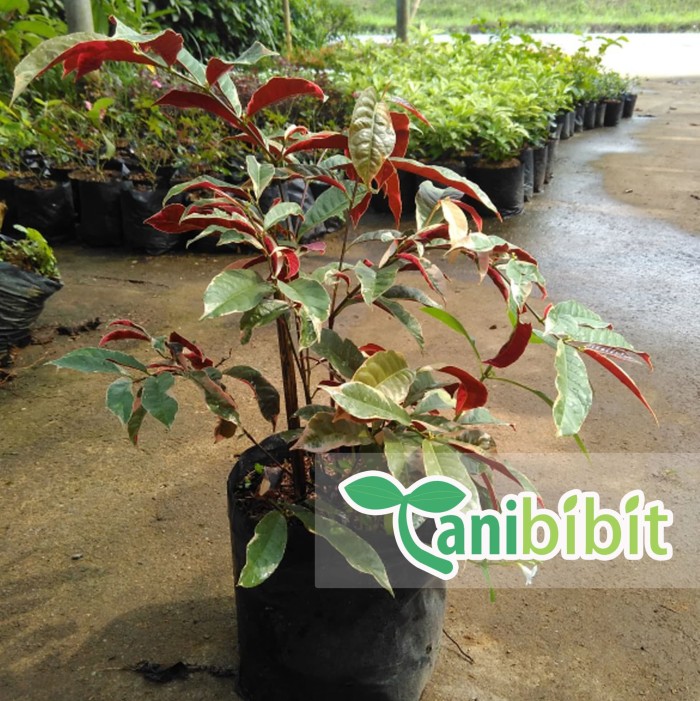 Jual Bibit Sambang Darah Pohon Sampang Getih Remek Daging Daun Herbal ...