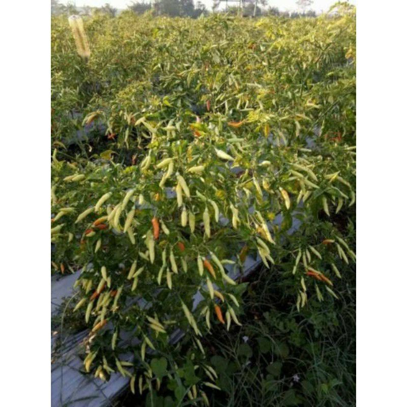 Jual {25 Biji} Benih Cabe Kresna Merunduk Repack Original | Shopee ...