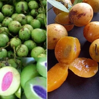 Jual Buah Jatake Terlengkap & Harga Terbaru Juni 2024 | Shopee Indonesia