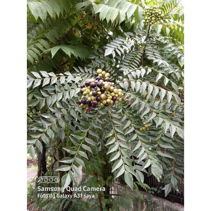 Jual daun salam koja daun kare kari daun kolestrol daun jeruk daun ...