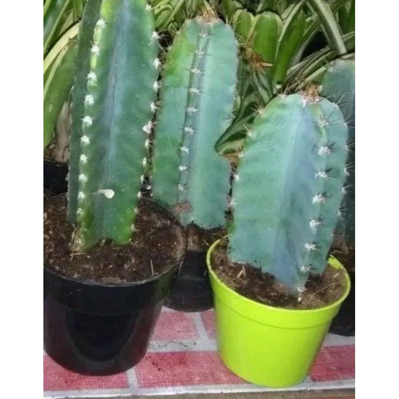 Jual katus koboi | Shopee Indonesia
