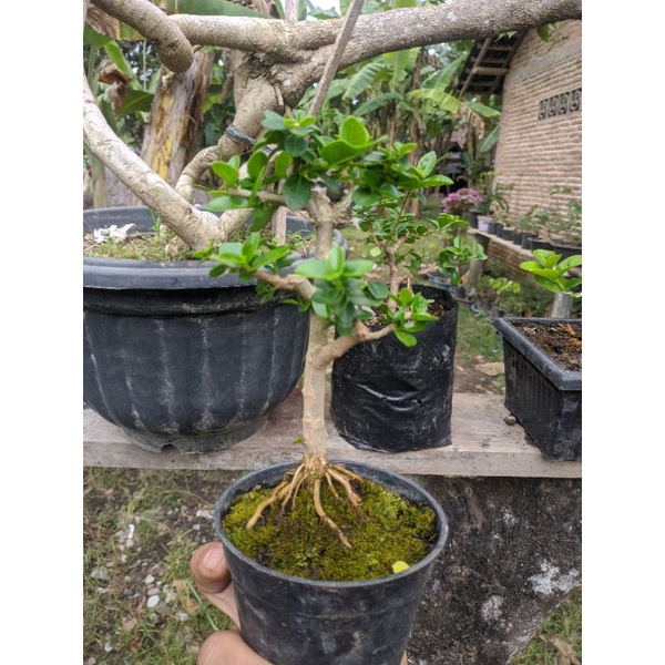 Jual Bonsai sancang Mame atau shito sancang realpict 100% | Shopee ... Jual Bonsai sancang Mame atau shito sancang realpict 100% | Shopee ...