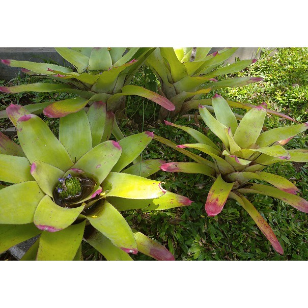 Jual TANAMAN HIAS BROMELIA KUNING~BIBIT BROMELIA KUNING Minim order 4 ...