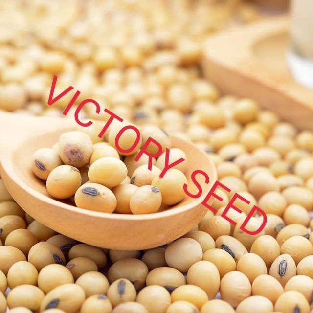 Jual Victory Seed Bibit Benih Kedelai Kuning (Isi 200 Biji) | Shopee ...