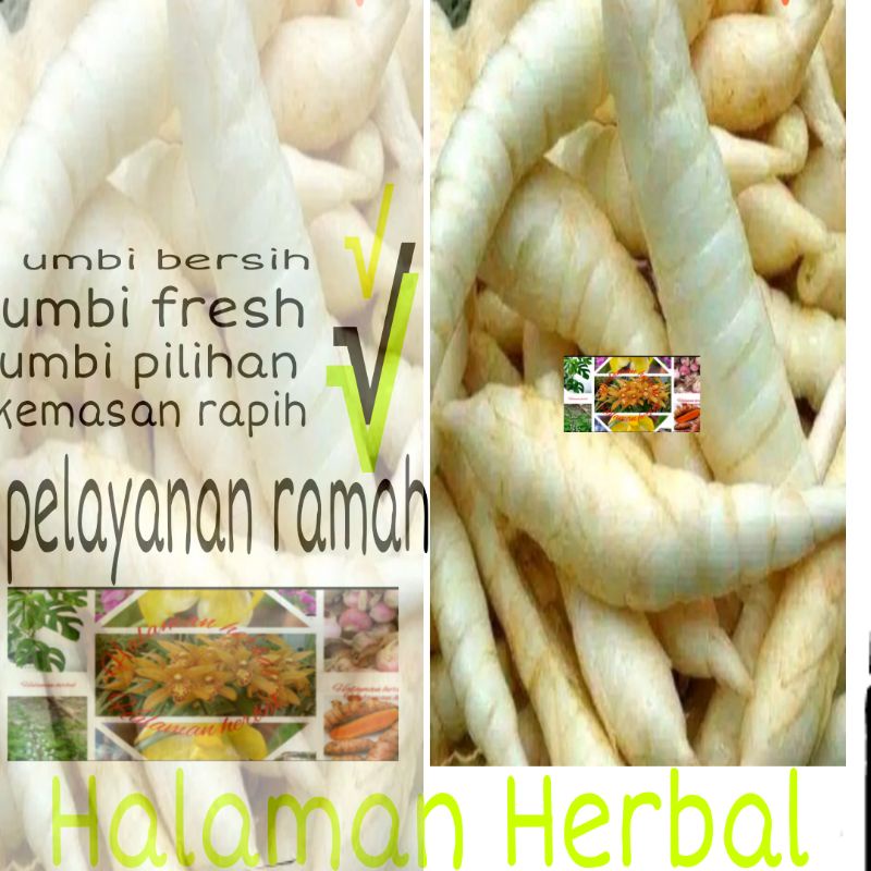 Jual umbi garut Fresh /250 gram | Shopee Indonesia