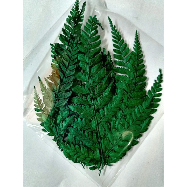 Jual Daun pakis hijau bunga kering daun pakis kering dried Flower ...